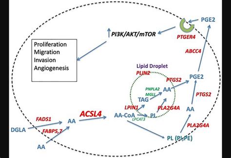 Acsl4 Biomarker Mediator And Target In Quad Eurekalert