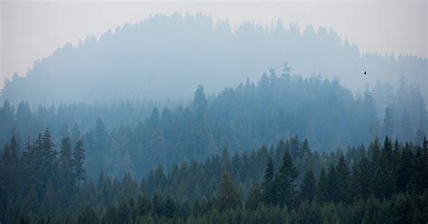 Newly Funded Research Examines Health Impacts Of Wildfire Smoke Ubc