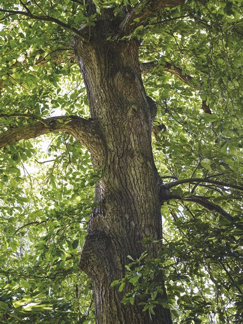 Chestnut Tree Identification Uk