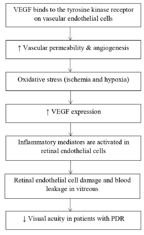 Effect Of Vegf On Va Gupta Et Al 2013 Pratheeshkumar Et Al 2012