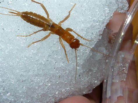 Grylloblattidae