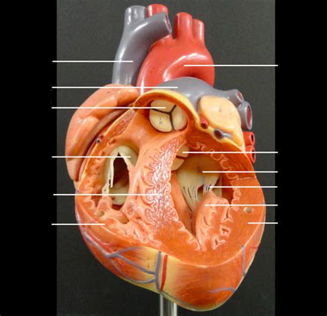 Heart Lab Practical Diagram Quizlet