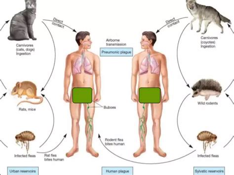 8 Disease Causing Microorganisms Microbiology Pptx