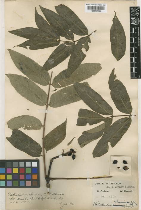 Phellodendron Chinense Ckschneid Plants Of The World Online Kew
