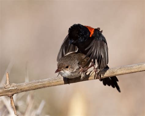 Is There A Red Headed Wren At Alexis Kevin Blog