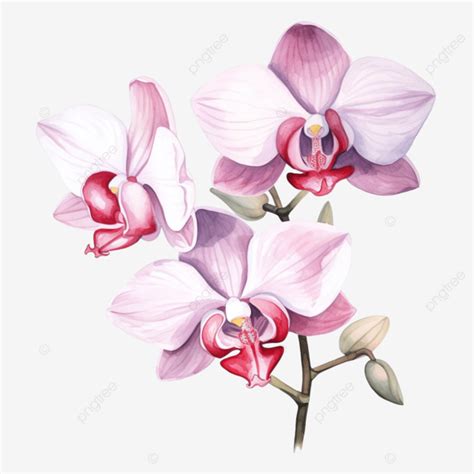 Watercolor Orchid Clip Art Flower Orchids Watercolor Flower Png