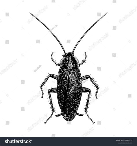 German Cockroach Hand Drawing Vector Illustration Stock Vector Royalty