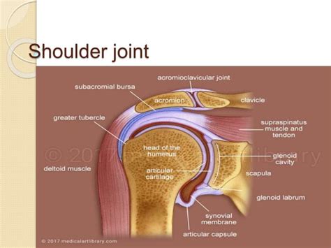 Shoulder Joint Complex Ppt With Proper Diagram Ppt