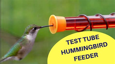 Test Tube Hummingbird Feeder 2018 Youtube