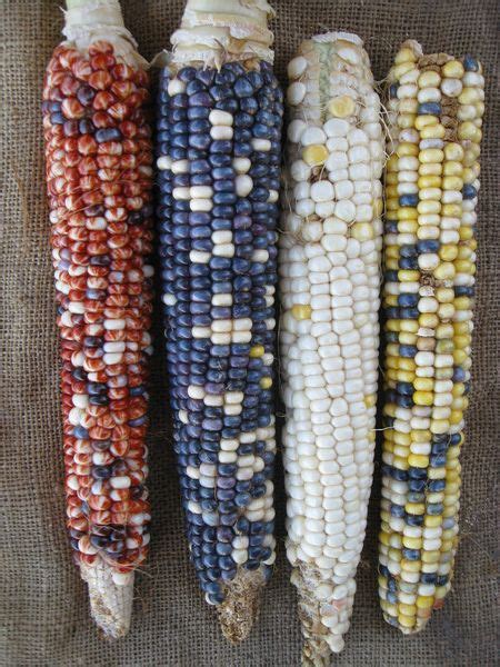 Casados Multicolor Corn Glass Gem Corn Flint Corn