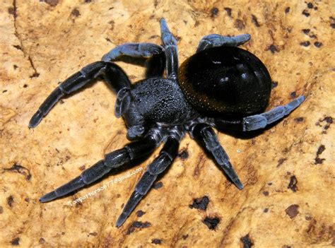Eresus Walckenaeri 18” 14” Hardcore Arachnids