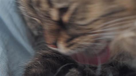 Close Up Of Lazy Fluffy Cat Washes His Paw Curious Beautiful Pussycat