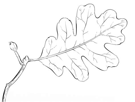 Drawing Of Oak Leaf Coloring Page Download Print Or Color Online For
