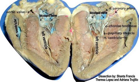 Heart Dissection Lab Worksheet 114 Cardiorespiratory System