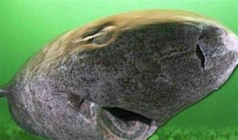 地球上10大最可怕的鲨鱼，第7种头部像锤子，最后一种像锯子 360娱乐，你开心就好