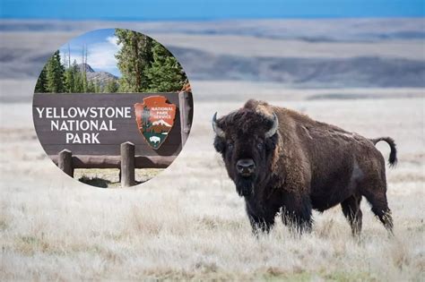 Great News For Yellowstones Awesome Bison Population