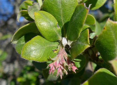 Woolly Leaf Manzanita Photos Page 1