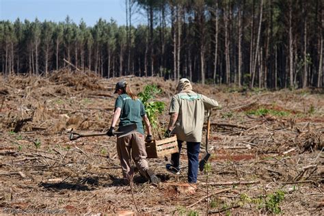 Qué Es La Deforestación Y Cómo Afecta A Tu Vida Diaria Sin Que Lo Notes
