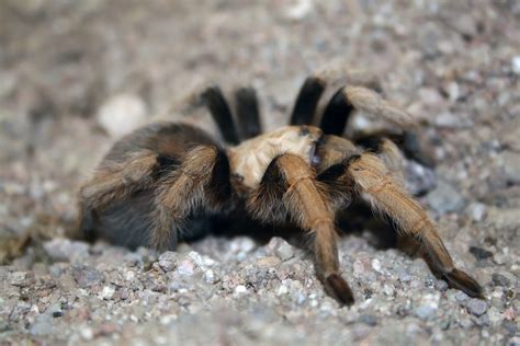 Aphonopelma Chalcodes Desert Blonde Tarantula Aphonopelma Chalcodes
