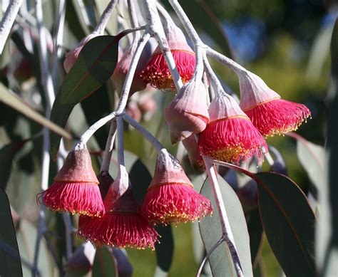 Eucalyptus Plant Flower