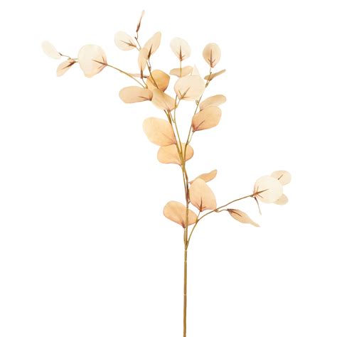 Assorted Eucalyptus Stem Wilko