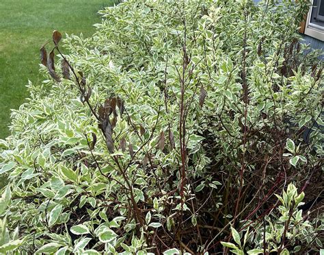 The Fm Extra Winter Kill