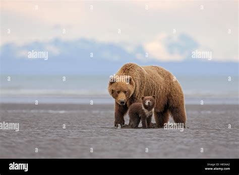 Grizzly Bear Ursus Arctos Horribilis Mother With Cub Digging For