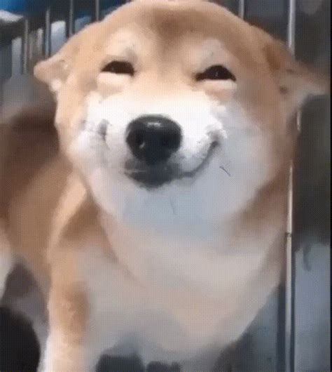 Cães Sorridentes Em S 30 Imagens Animadas De Fofos De Cães