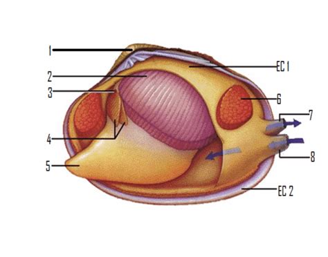 Bivalvia Class Study Clam Structure Terms And Definitions Flashcards
