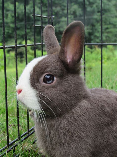 Brown Netherland Dwarf Bunnies