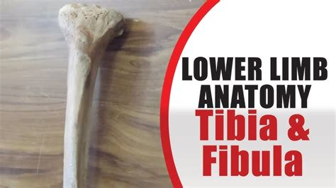 Tibia Anatomy And Clinical Notes Kenhub 48 Off
