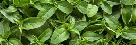 Stevia Texture Background Sweet Leaf Pattern Stevia Rebaudiana Banner