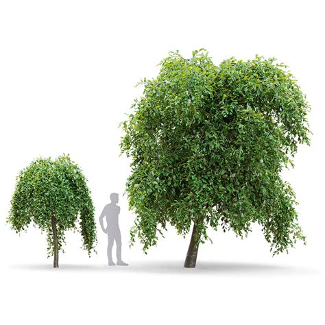 Fagus Sylvatica Pendula 3d Model Turbosquid 1996496