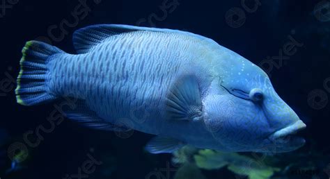 Humphead Maori Wrasse Fish Napoleon Fish Swimming Marine Life