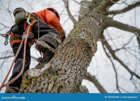 Tree Surgeon Climbing Tree With Safety Harness And Rope Stock Image