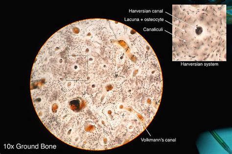 6 3c Microscopic Anatomy Of Bone Medicine Libretexts