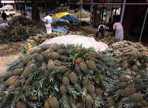 A Grade Pineapple Packaging Size 20 Kg At ₹ 51kg In Ernakulam Id