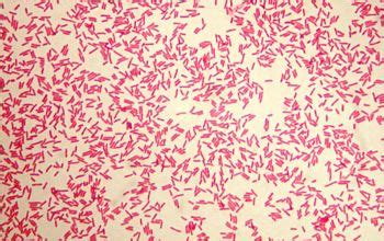 Bacteroides Vulgatus Phocaeicola Vulgatus