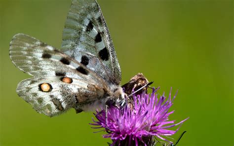 Download Wallpaper 3840x2400 Butterflies Wings Flower Thistle Macro