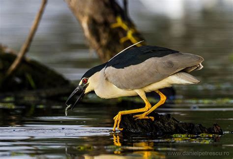 Ornitodata Stârc De Noapte