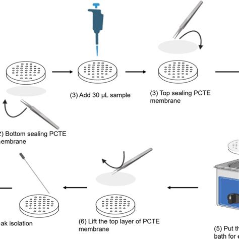 The Operation Steps Of Modified Ichip Culture Download Scientific Diagram