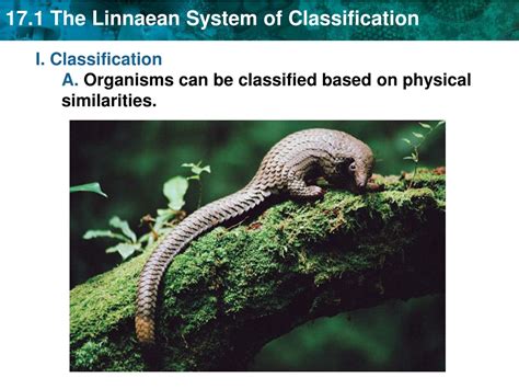 Ppt Class Notes 1 Linnaean Classification Powerpoint Presentation Free Download Id353713