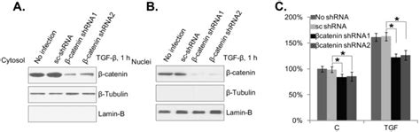β Catenin Silencing Inhibits Tgf β1 Induced Mouse Psc Proliferation