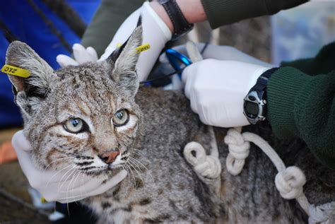 What Is Bobcat Disease At Edgar Portis Blog