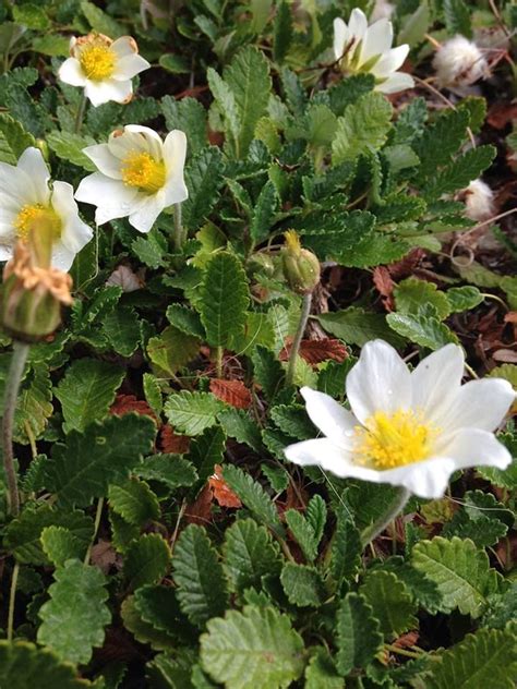 Dryas Octopetala In Garden Flora And Plants