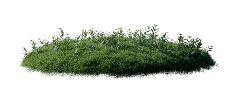 Bermuda Grass Pngs For Free Download