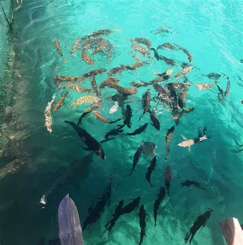 Juag Lagoon Fish Sanctuary Matnog Sorsogon Blast Live Life