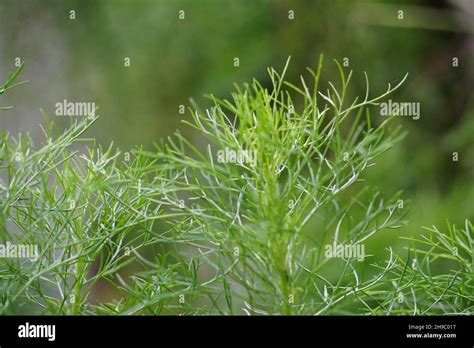 Artemisia Abrotanum Southernwood Lad S Love Southern Wormwood Sunflower Old Man On The
