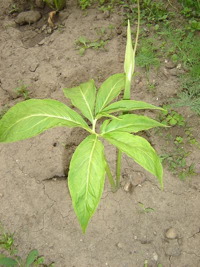 Pinellia Pedatisecta