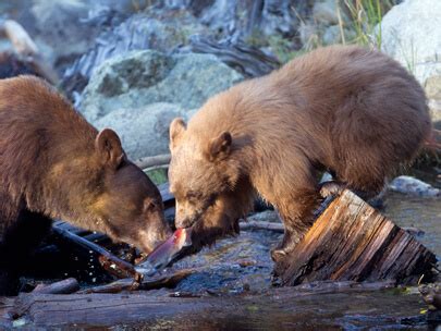 When Do The Salmon Run At Taylor Creek An Inside Look At The